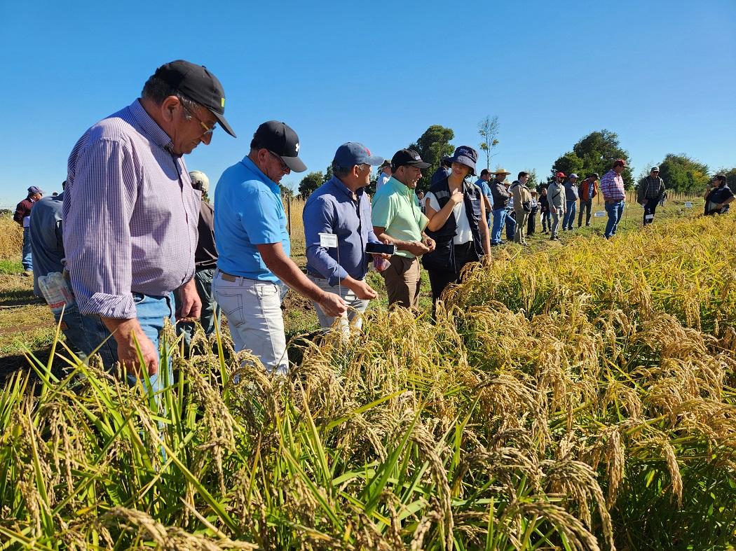 Impulsan riego en cultivos de arroz para reemplazar tradicional sistema ...